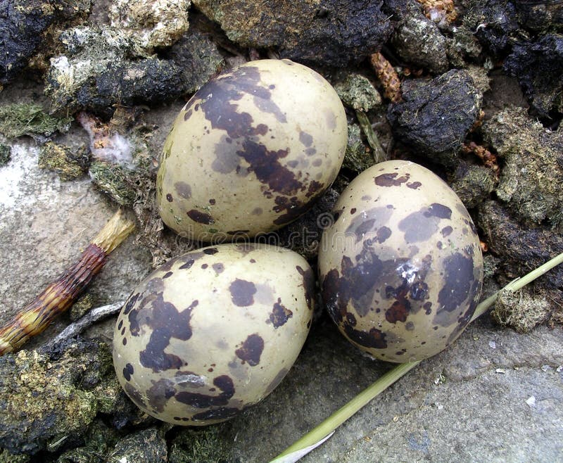 Eggs on the Ground of Common Tern Stock Photo - Image of nest, clutch ...