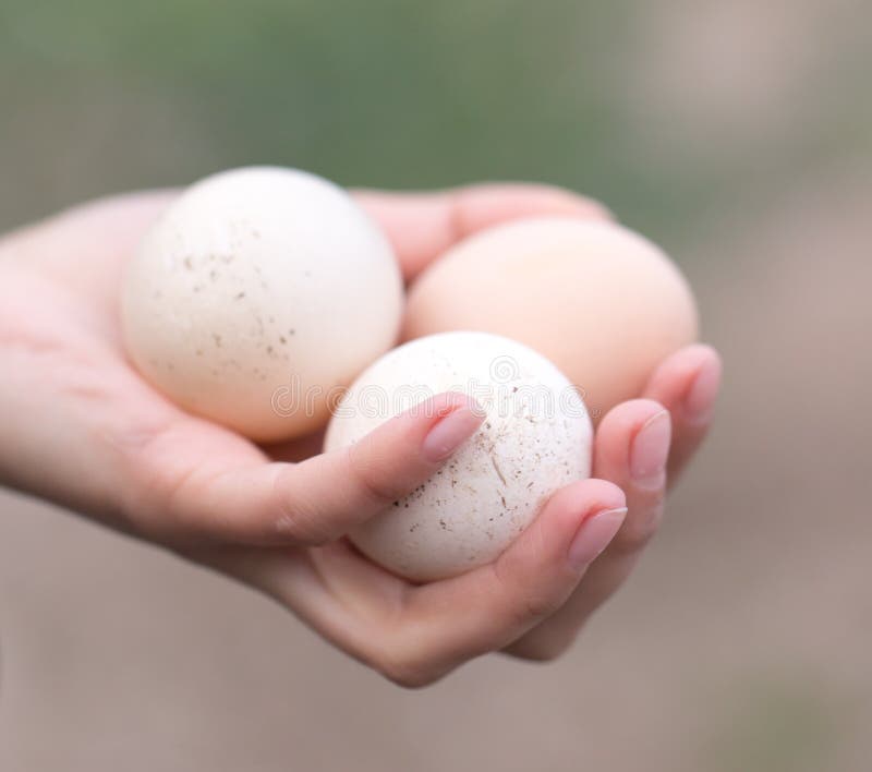Eggs in hand stock image. Image of laying, agriculture - 102689393