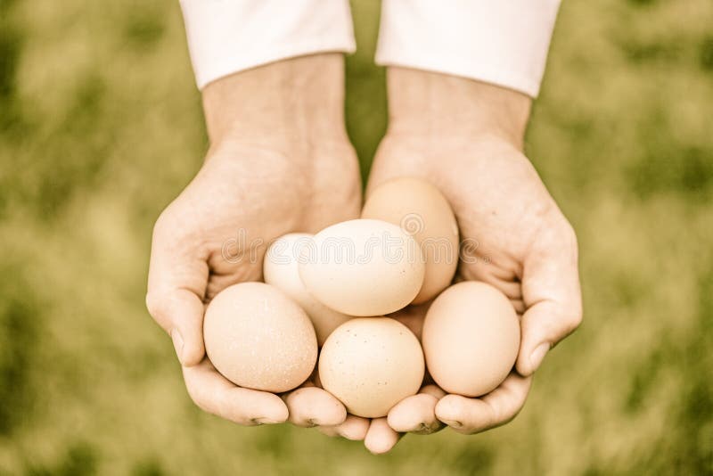 Eggs in Hands stock image. Image of antique, agronomist - 52444545