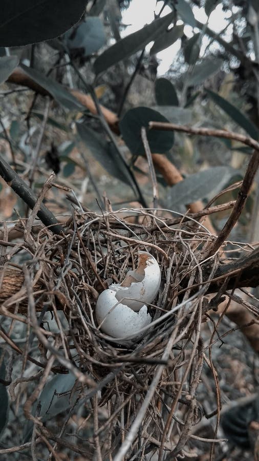Eggs hatch on twigs stock photo. Image of nature, hatching - 268397220
