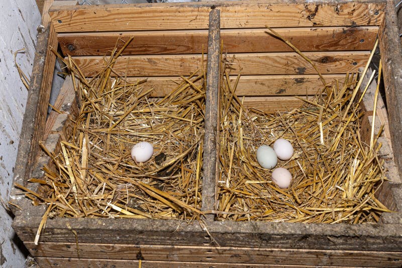 Eggs in the Henhouse Lying on the Hay, Freshly Made by the Hen. Stock ...