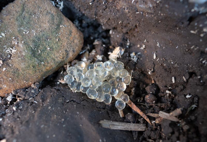 Snail eggs stock image. Image of water, frost, invertebrate - 270069645
