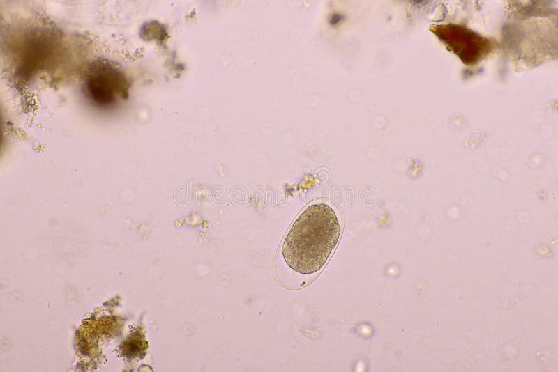 Hookworms Microscope