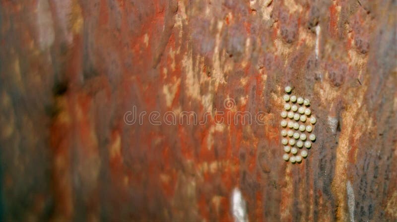 Eggs of an Insect on a Wooden Surface Macro. Stock Image - Image of ...