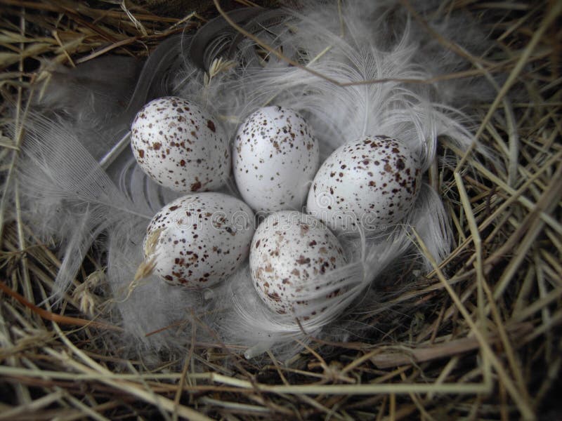 Barn Swallow Nest and 5 Eggs Stock Vector - Illustration of white, barn ...