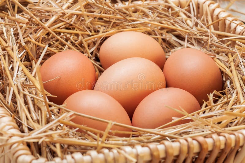 The eggs laid with hay. stock photo. Image of chicken - 77937824
