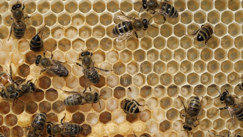 Cocoons with Eggs and Cocoons with Prey of Spiders in the Dark and Damp ...