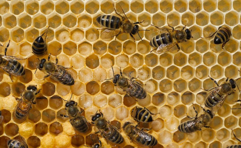 Eggs and larvae in combs stock image. Image of entomology - 351814885