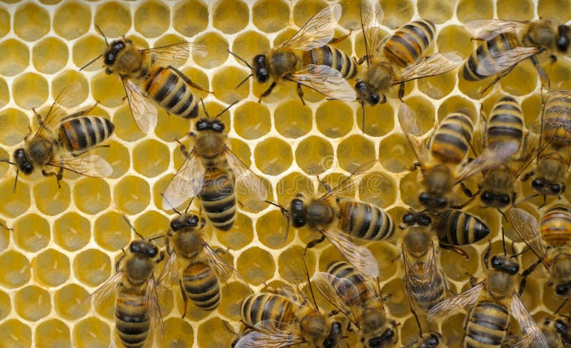 Eggs and Larvae of Future Honey Bees Stock Image - Image of ...