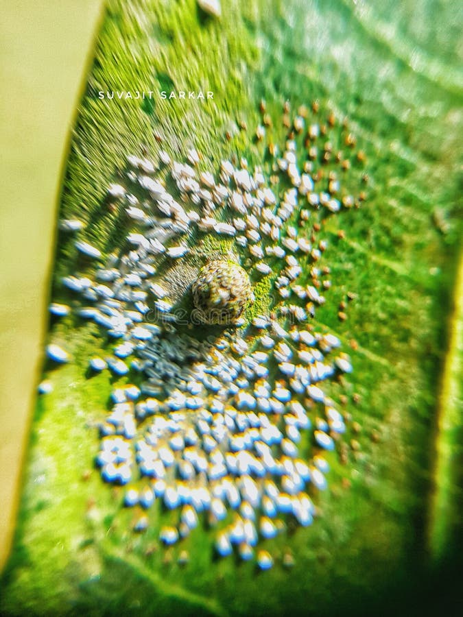 Macro eggs stock image. Image of eggshell, closeup, breakfast - 31177489