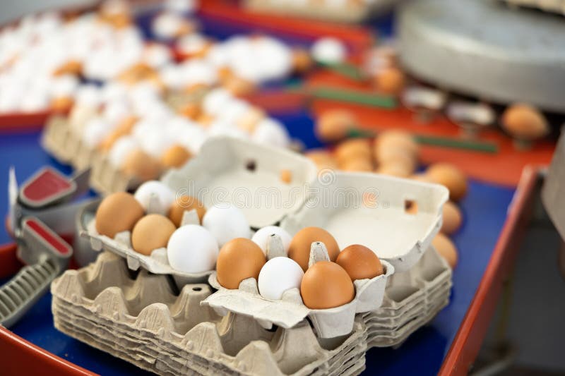 Eggs in Modernized Sorting Shop Stock Photo - Image of eggtray ...