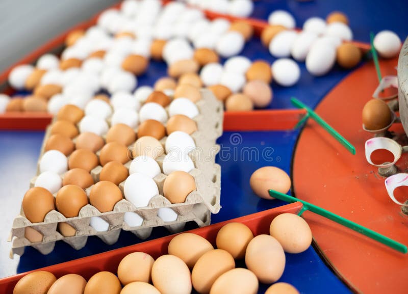 Eggs in Modernized Sorting Shop Stock Image - Image of dozen, brown ...