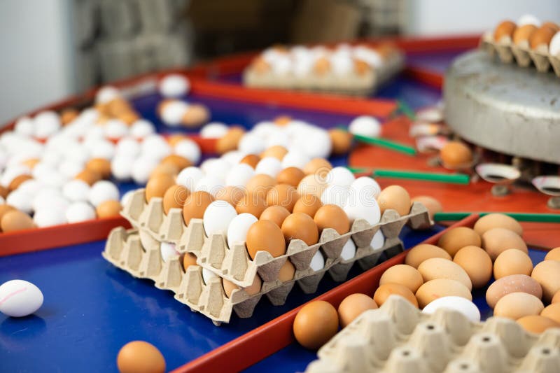 Eggs in Modernized Sorting Shop Stock Image - Image of chicken ...