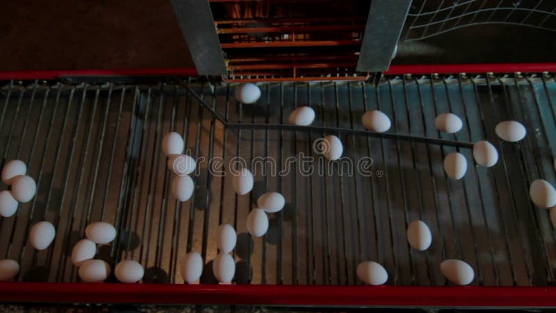 Eggs Moving on the Conveyer in Factory Stock Footage - Video of bird ...