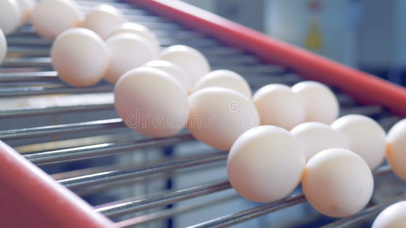 Eggs are Moving on the Conveyor. Stock Video - Video of manufacture ...