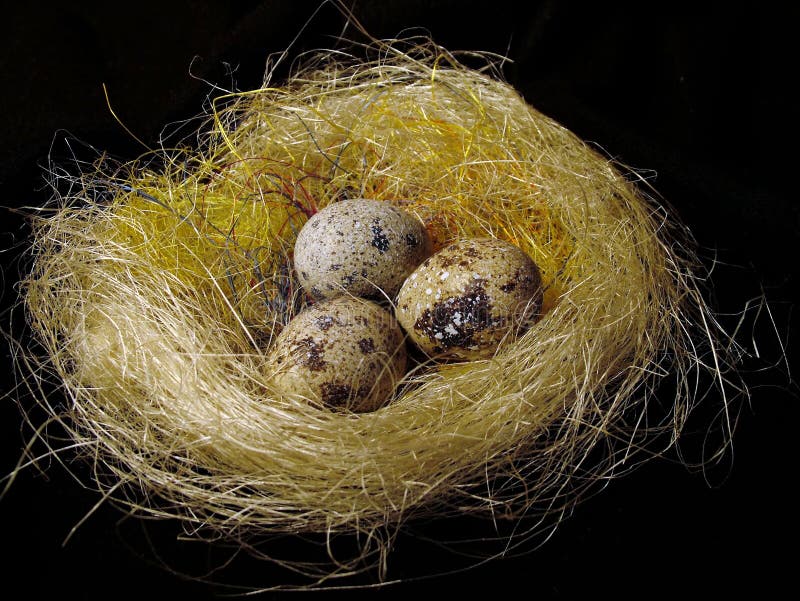 Eggs In A Nest Picture. Image: 1504267
