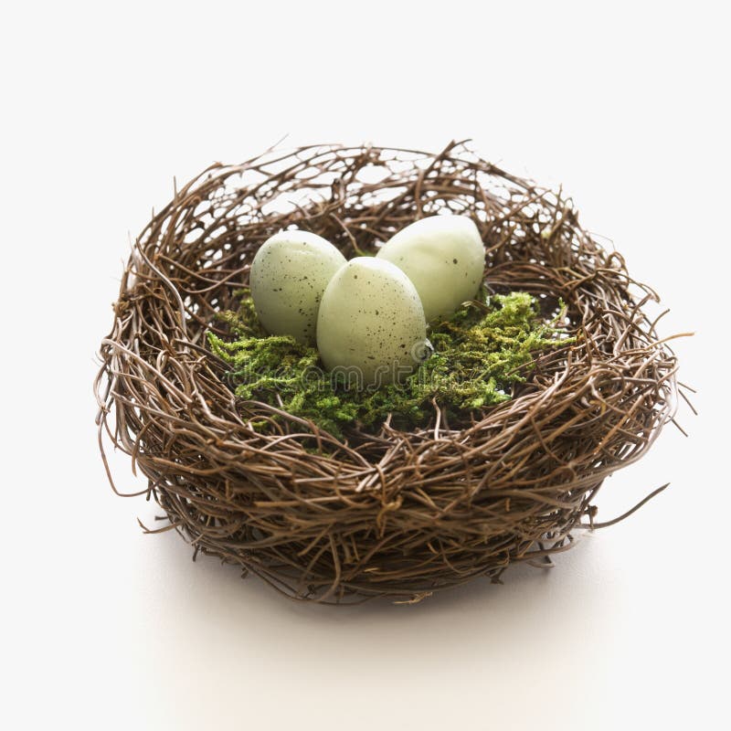 Eggs in nest. stock photo. Image of nest, cluster, life - 2426188