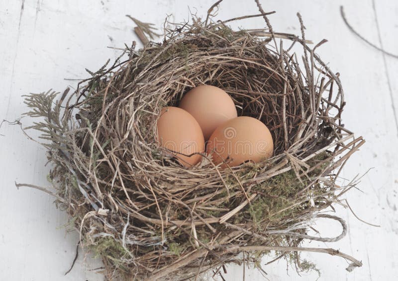 Eggs in nest stock photo. Image of healthy, symbol, nature - 48671016