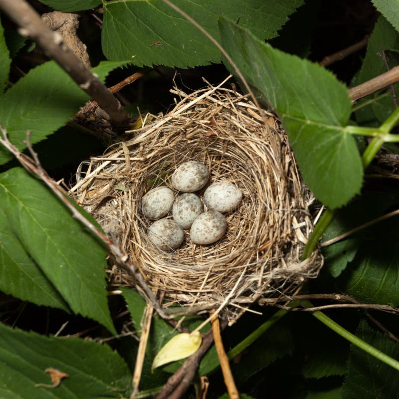 Eggs in a Nest. Blyth S Reed Warbler Stock Photo - Image of ...
