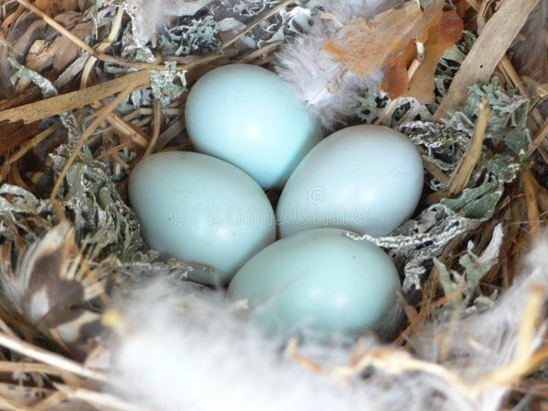Eggs and Nest of Common Starling Stock Image - Image of sturnus ...
