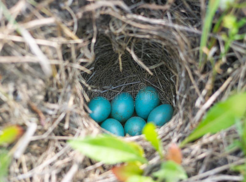 Eggs in a Nest among the Grass Stock Photo - Image of shell, nest ...