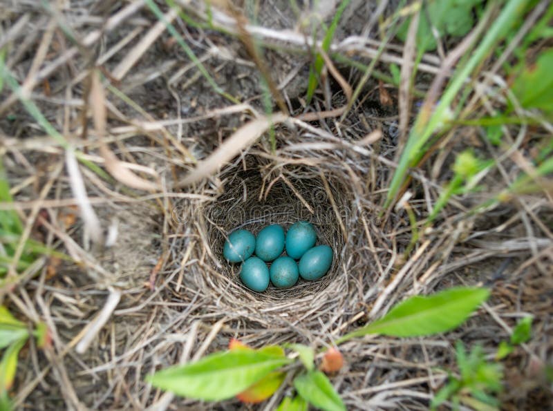 Eggs in a Nest among the Grass Stock Image - Image of animal, songbirds ...