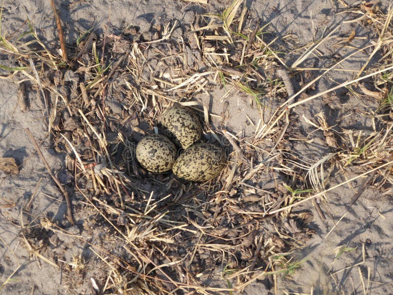 Eggs in a Nest on the Ground. Stock Image - Image of nest, eggs: 168285825