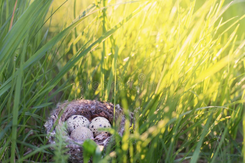 Eggs in nest outdoor stock photo. Image of spring, fragile - 135639270