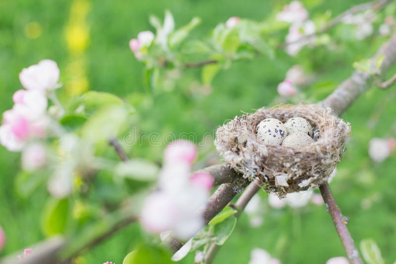 Eggs in nest outdoor stock image. Image of birds, birth - 142135527