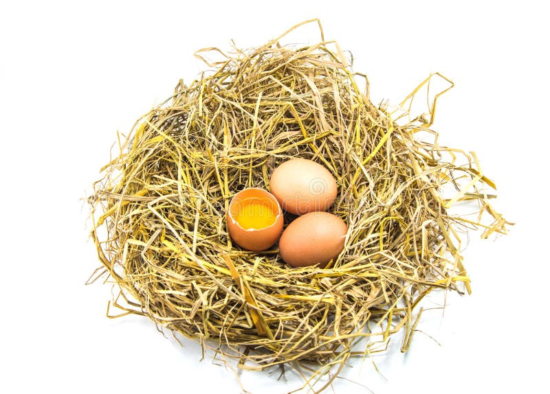 Eggs in the nest stock image. Image of fresh, concept - 31771605