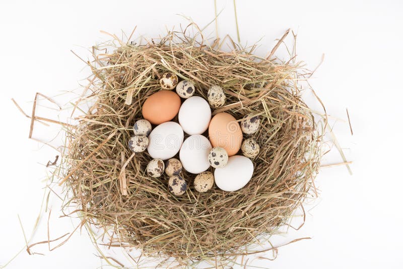 Vector Empty Birds Nest. Top View Stock Vector - Illustration of single ...