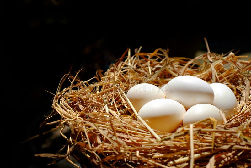 The Eggs in the Nests of the these Native Breeders Were Raised in the ...