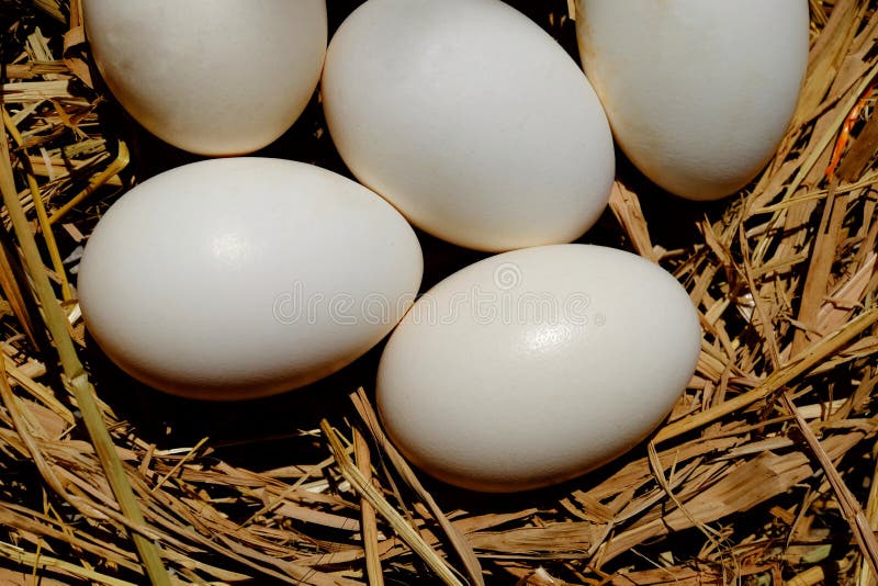 The Eggs in the Nests of the these Native Breeders Were Raised in the ...