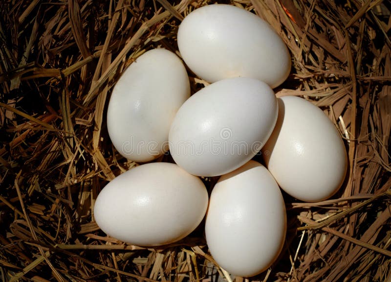 The Eggs in the Nests of the these Native Breeders Were Raised in the ...
