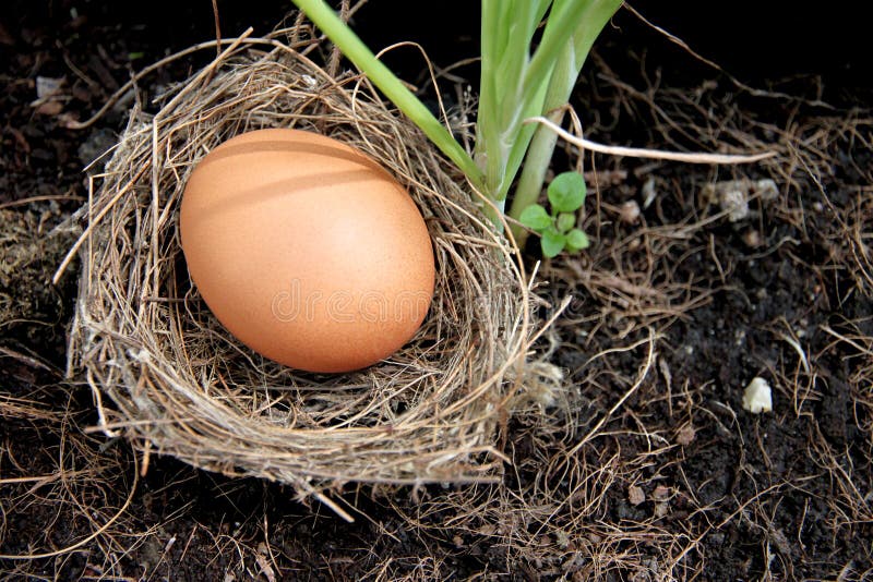 Eggs in Nests Placed on Ground. Stock Photo - Image of zero, oval: 35302784