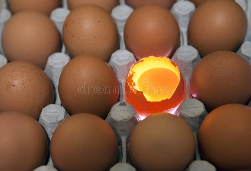 Eggs, One Egg it is Opened, the Yolk is Visible and it is Illuminated ...