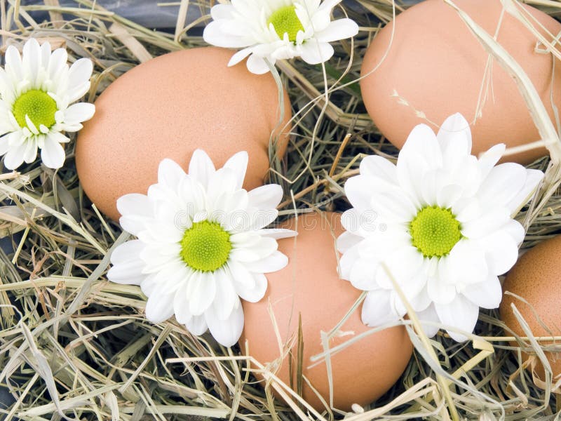Eggs and Oxeye Daisy Flower Lying on Hay Stock Image - Image of wooden ...