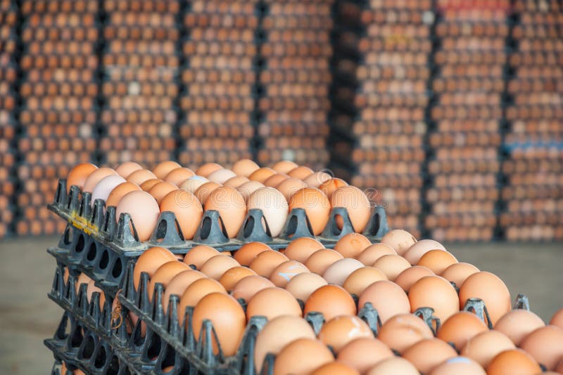 Eggs in the package stock image. Image of eggs, ingredient - 62426003