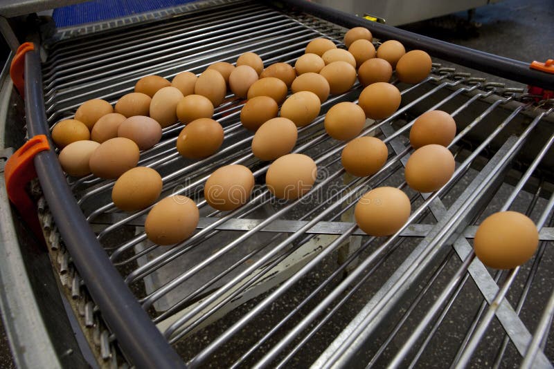 Eggs production line stock photo. Image of modern, production - 11841700