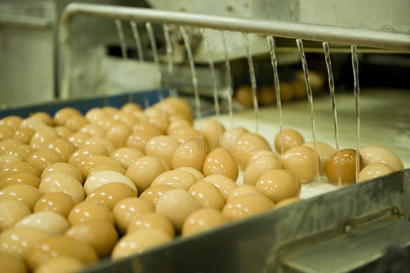 Eggs on production line stock photo. Image of farm, farmhouse - 29434750