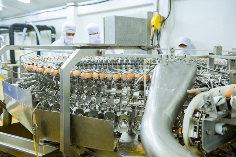 Eggs on the Production Line Stock Photo - Image of eggs, line: 184677582
