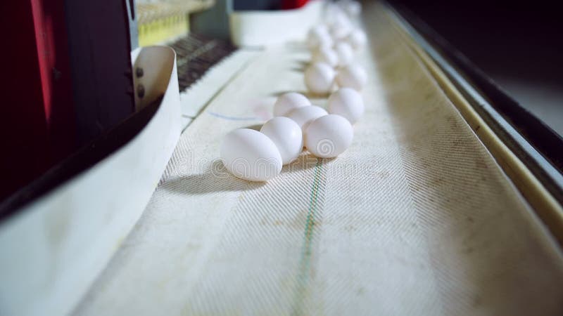 Eggs Production. Fresh Eggs in a Farm. Stock Video - Video of tradition ...