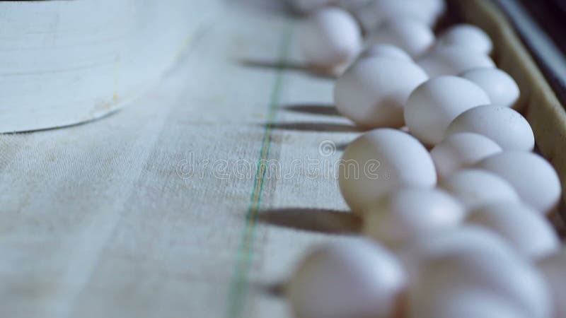 Eggs Production. Fresh Eggs in a Farm. Stock Video - Video of tradition ...