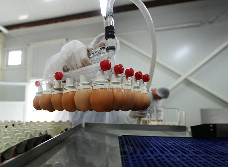 Processing Eggs by Boiling Them until they are Fully Cooked, Usually ...