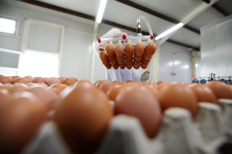 Engineer at Xxl Eggs Size Production Line Stock Image - Image of easter ...