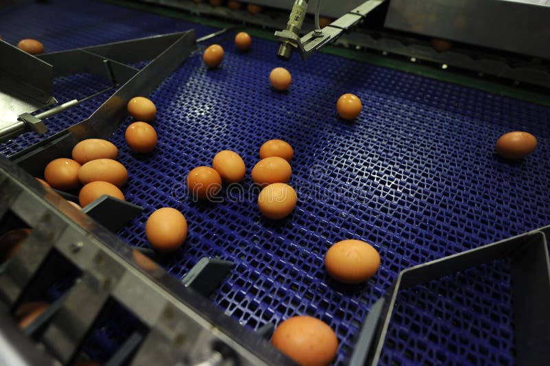 Processing Eggs by Boiling Them until they are Fully Cooked, Usually ...