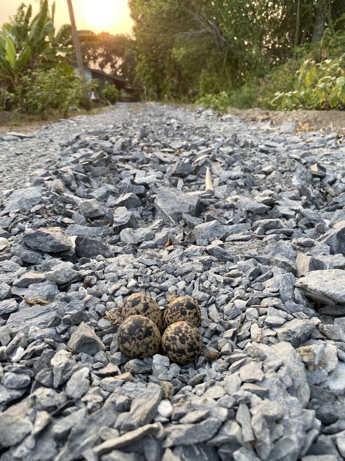Eggs on the Rock in the Road Stock Photo - Image of eggs, bedrock ...