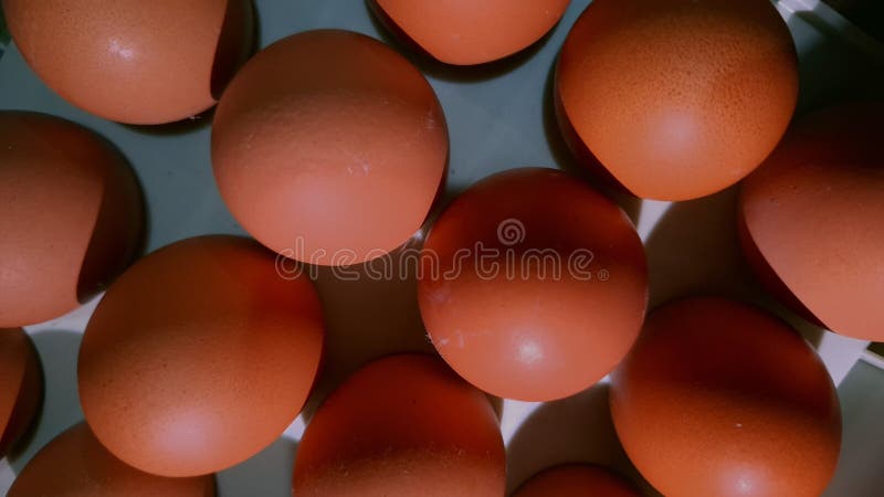 Eggs row on the eggtray stock photo. Image of eggtray - 351202830