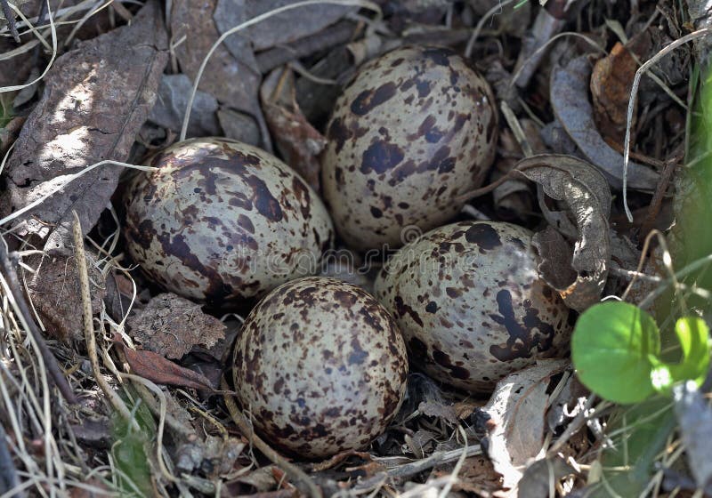 Eggs of the sandpiper stock image. Image of nature, fauna - 55593735