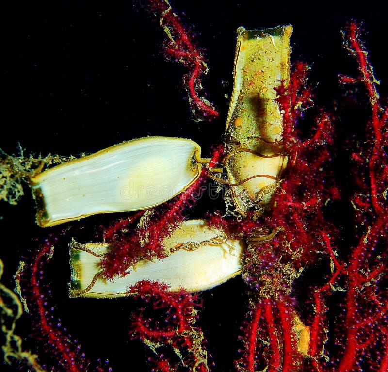 Shark Eggs in Mermaid Purses, Unhatched Embryo, Growth Process of the ...